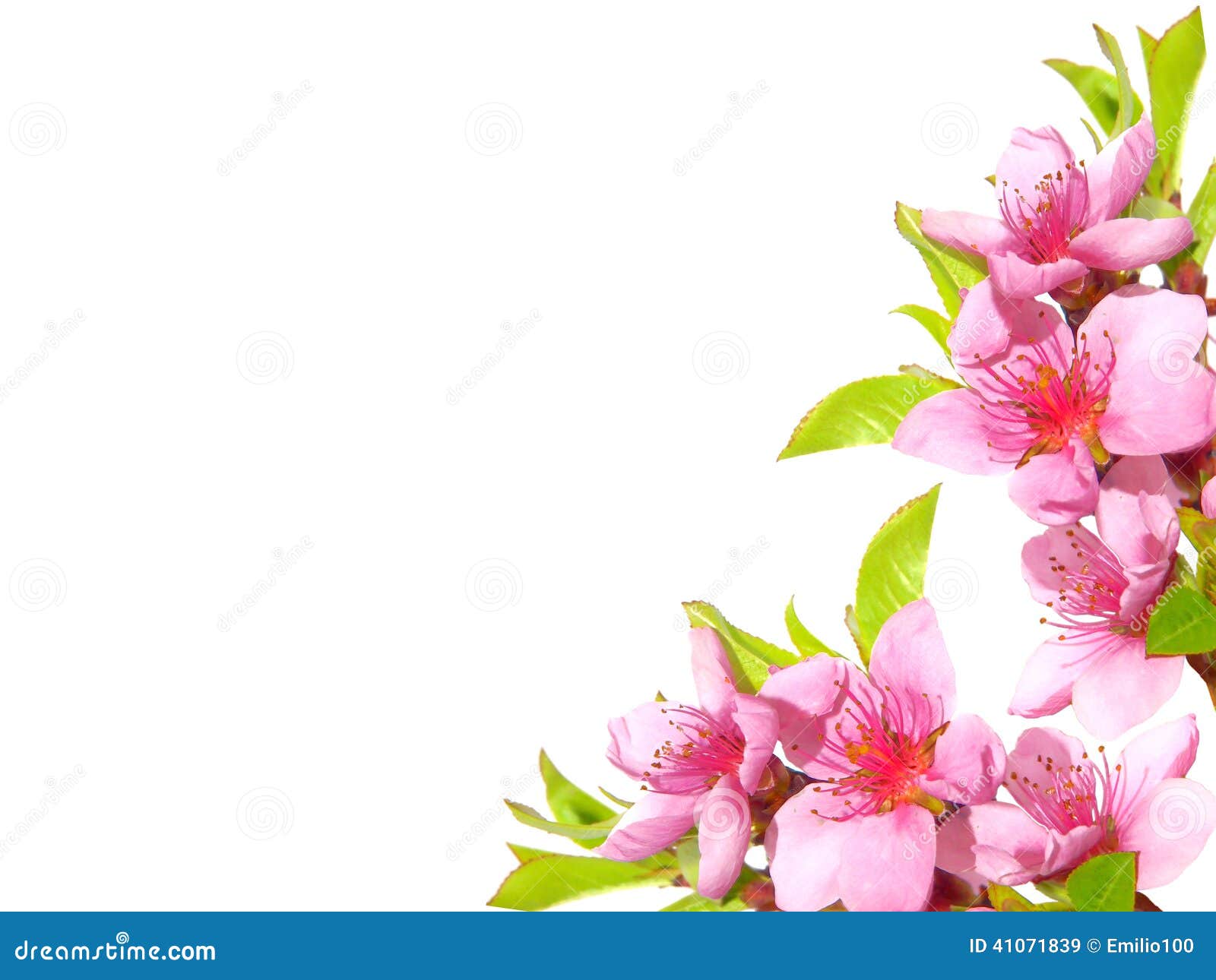 Flor Rosado De La Primavera Imagen de archivo - Imagen de primer ...