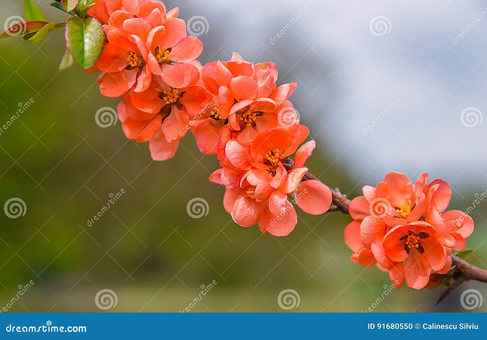 Flor Rosado De La Primavera Foto de archivo - Imagen de fondo, color ...