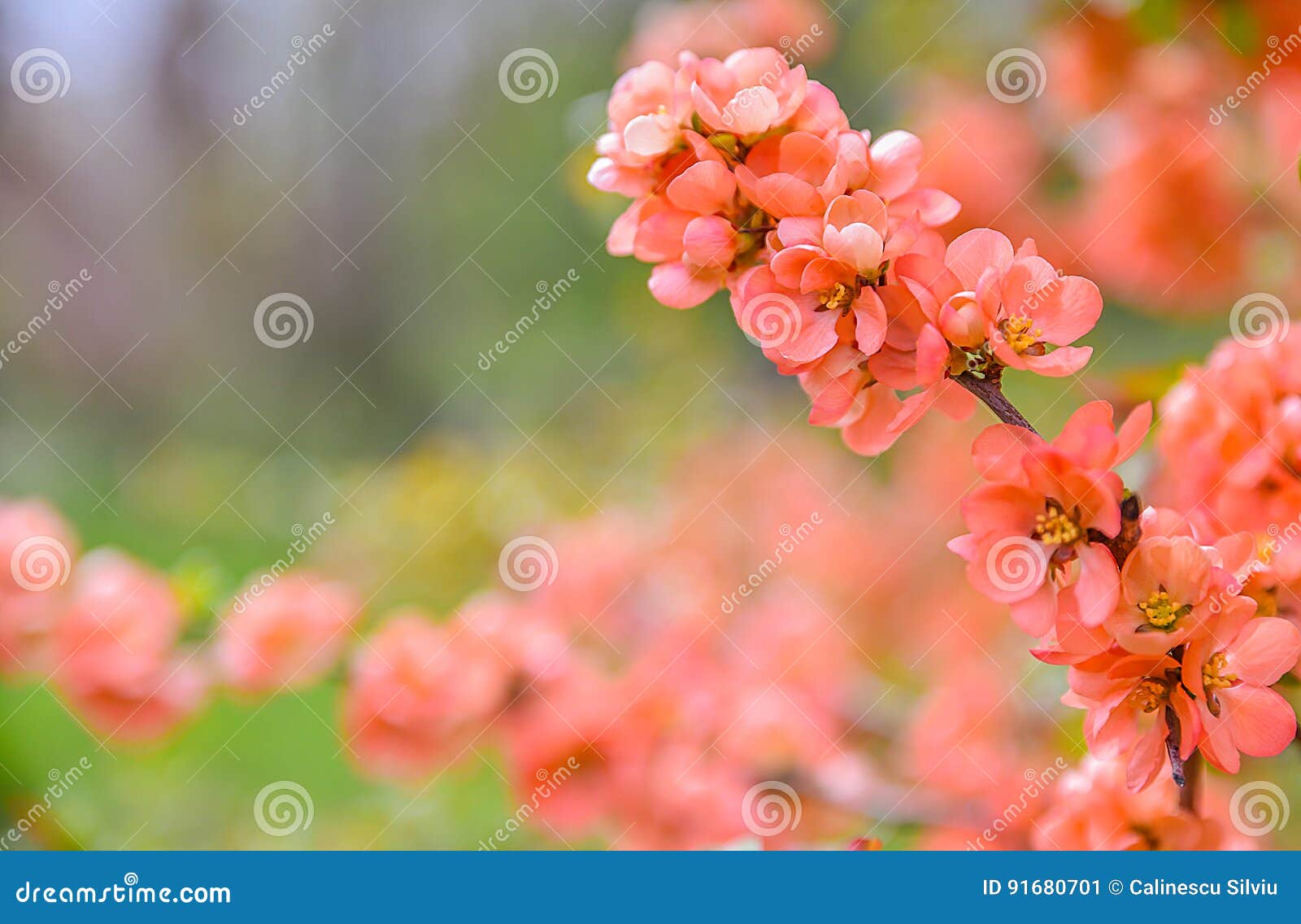 Flor Rosado De La Primavera Imagen de archivo - Imagen de verde, fondo ...