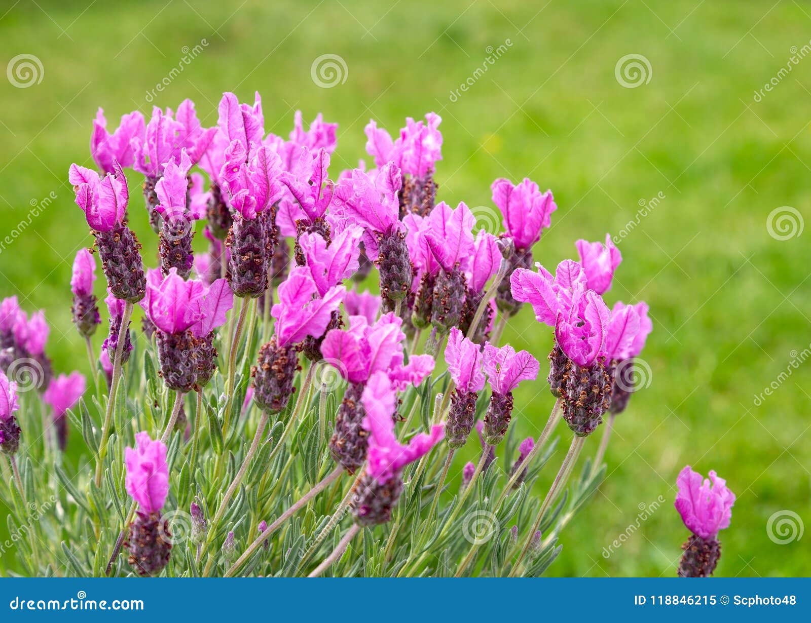 Flor Rosado Hermoso De La Lavanda Imagen de archivo - Imagen de hierbas ...