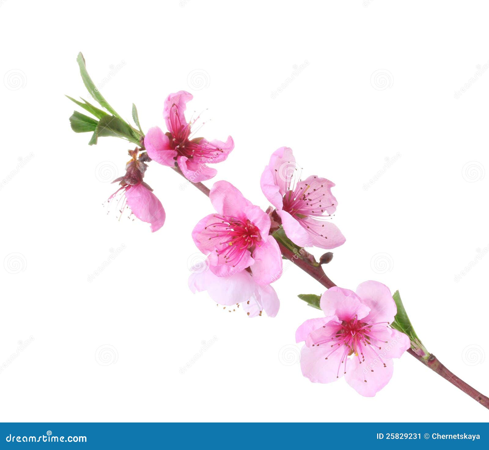 Flor Rosado Hermoso Del Melocotón Imagen de archivo - Imagen de ...