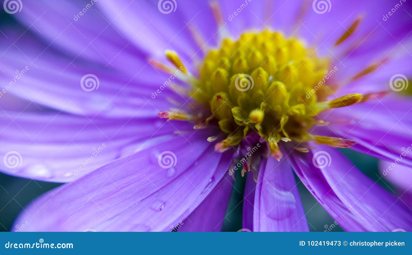 Flor roxa imagem de stock. Imagem de roxo, flor, chuva - 102419473