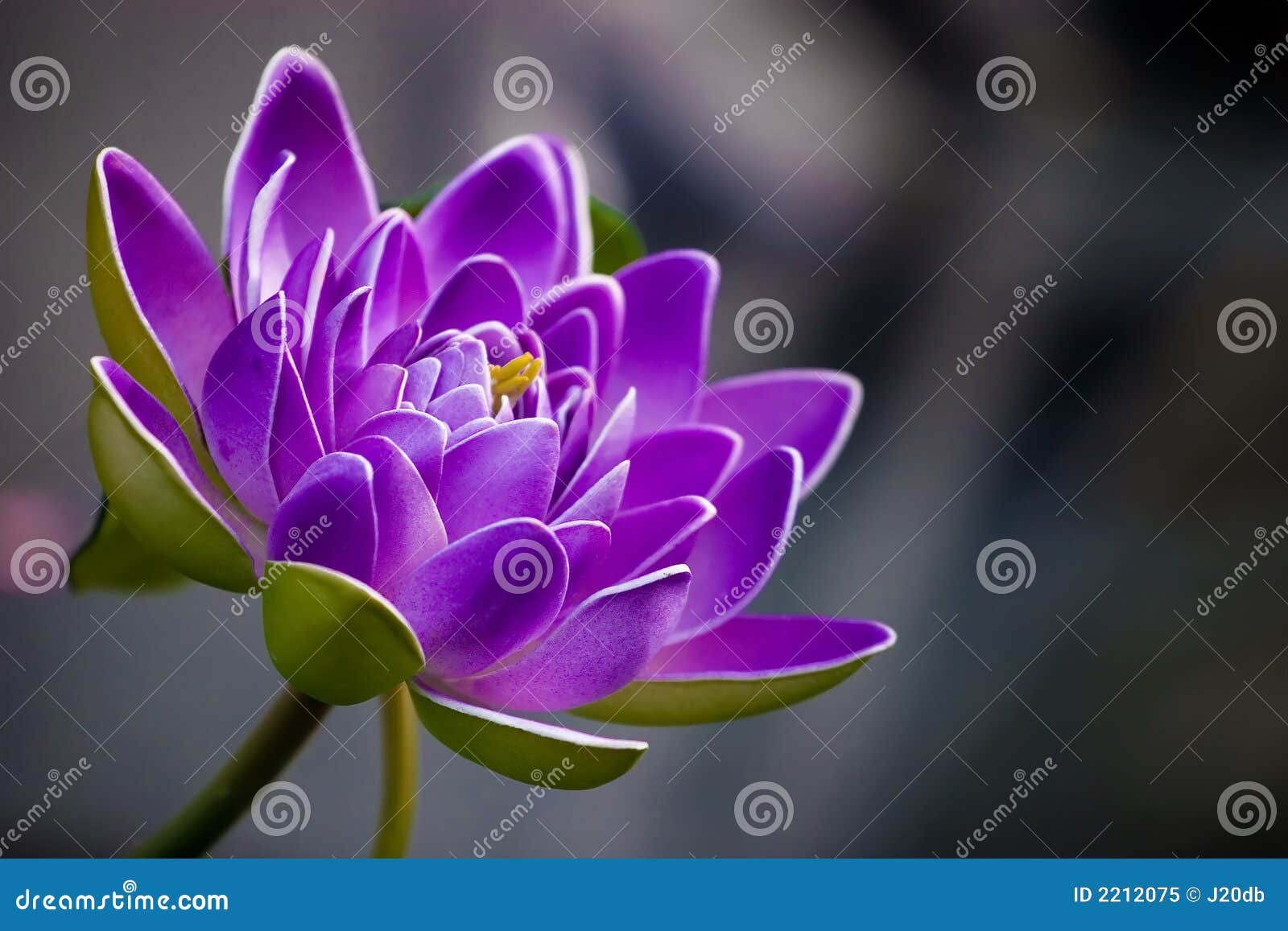 Flor roxa imagem de stock. Imagem de pulga, calmo, calma - 2212075