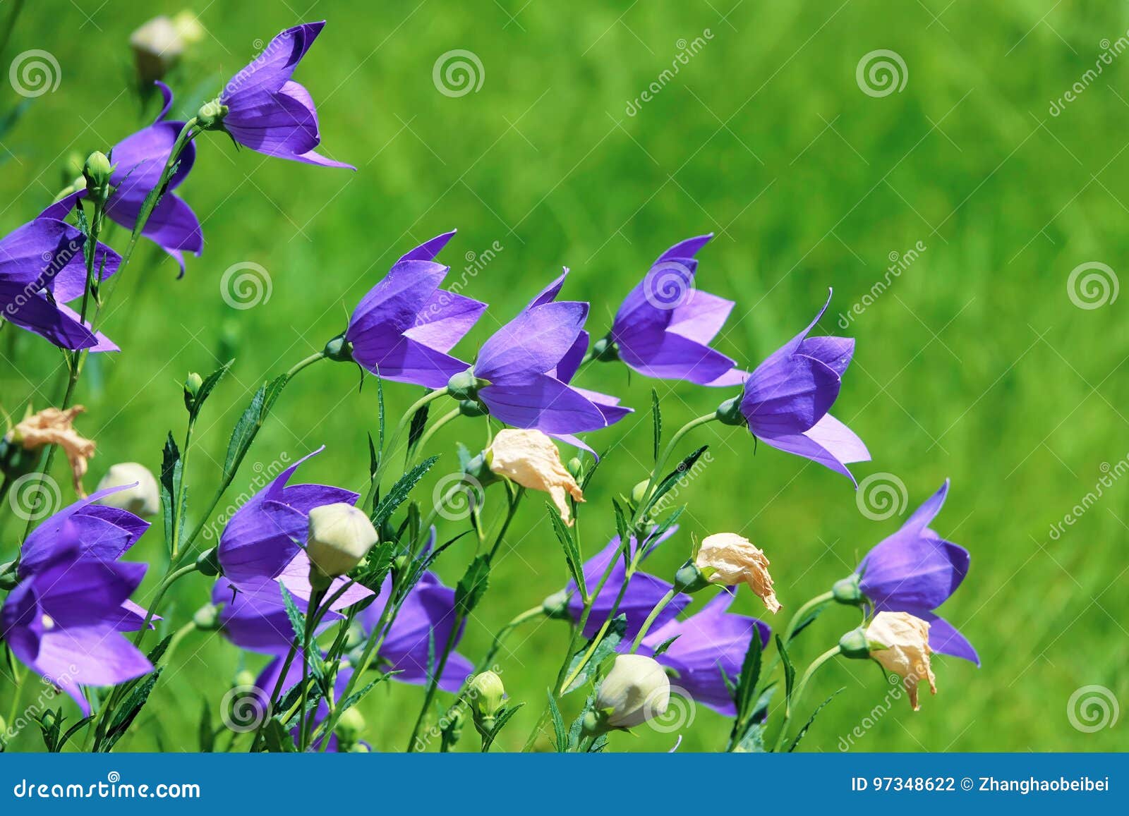 Flor roxa foto de stock. Imagem de verde, beleza, gomos - 97348622