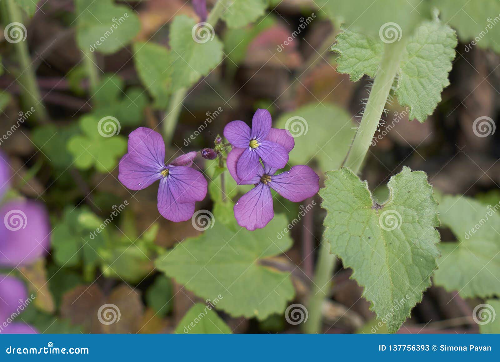Flor Roxa Da Planta Do Annua Do Lunaria Imagem de Stock - Imagem de ...