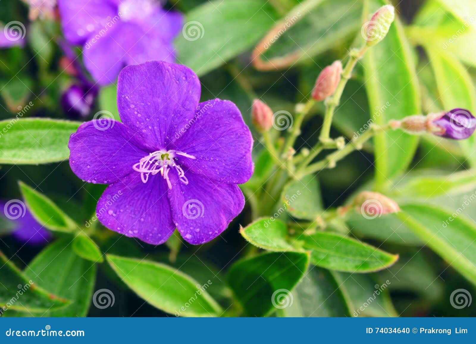 Flor roxa da princesa foto de stock. Imagem de florescer - 74034640