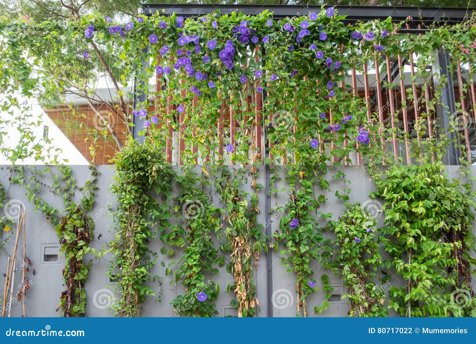 Flor Roxa Da Trepadeira Verde Na Parede Foto de Stock - Imagem de mola ...