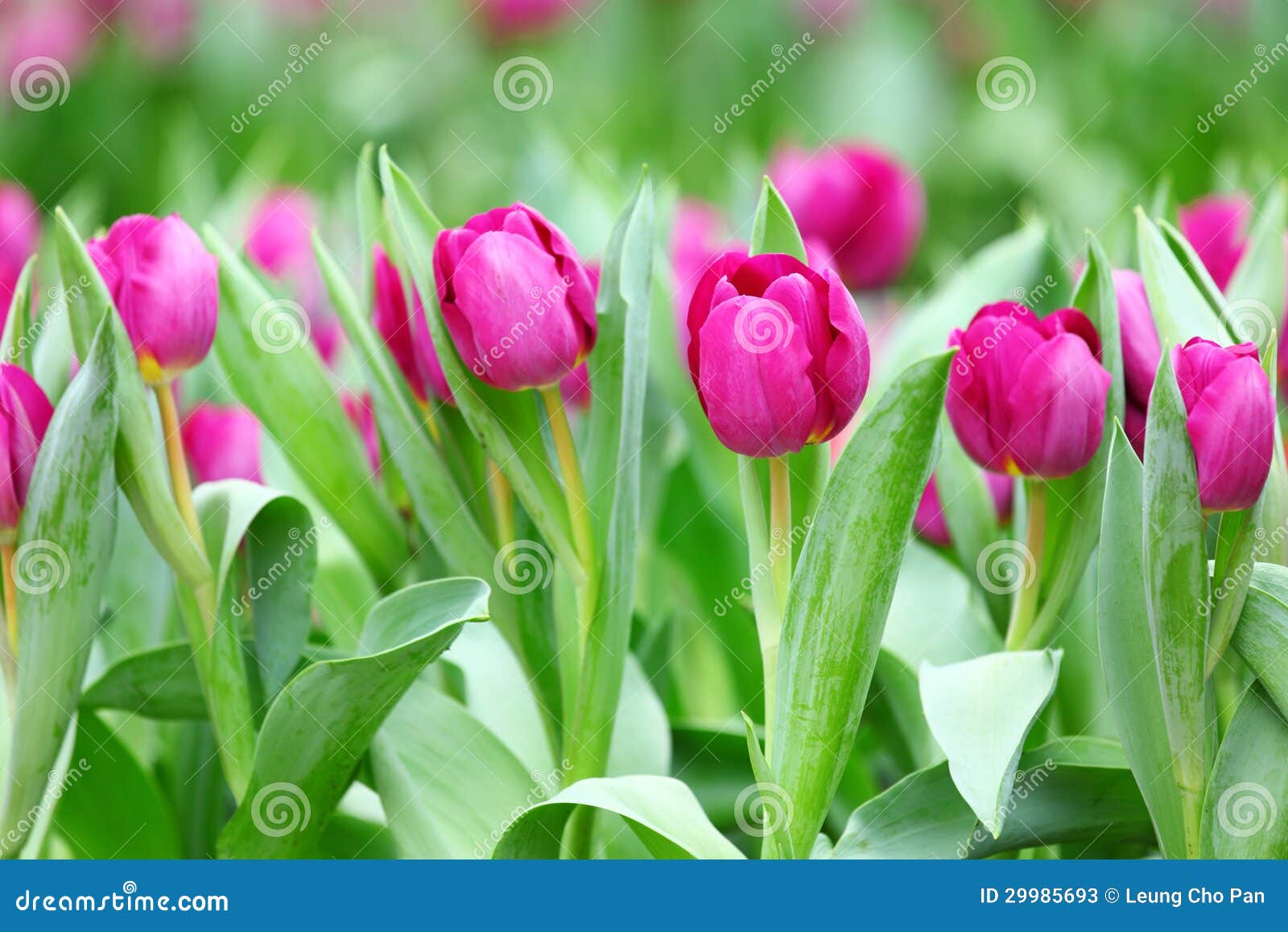 Flor roxa das tulipas imagem de stock. Imagem de florescer - 29985693