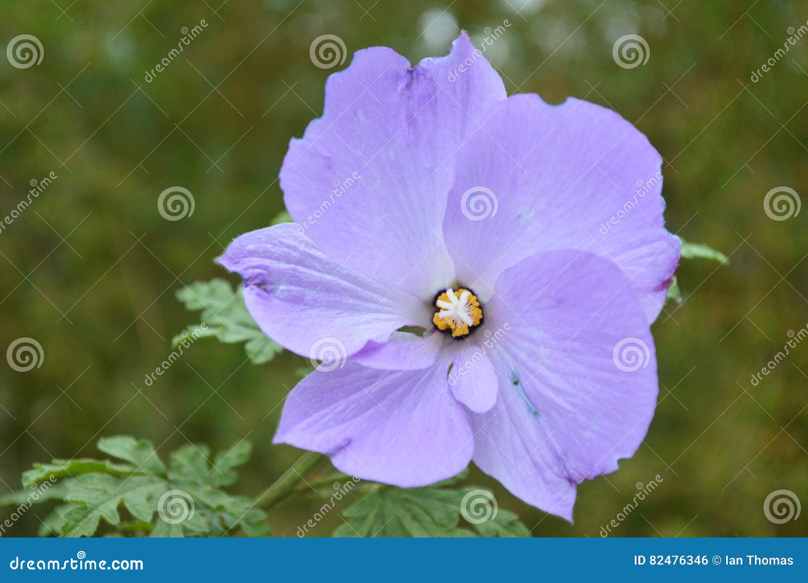 Flor Roxa Delicada Com Fundo Verde Desvanecido Da Folha Foto de Stock ...