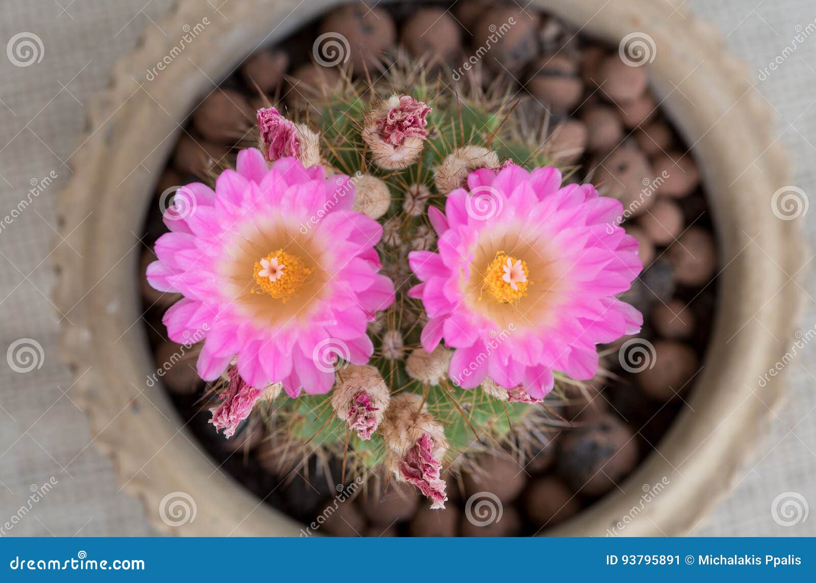 Flor Roxa Do Cacto De Notocactus Mammulosus Imagem de Stock - Imagem de ...