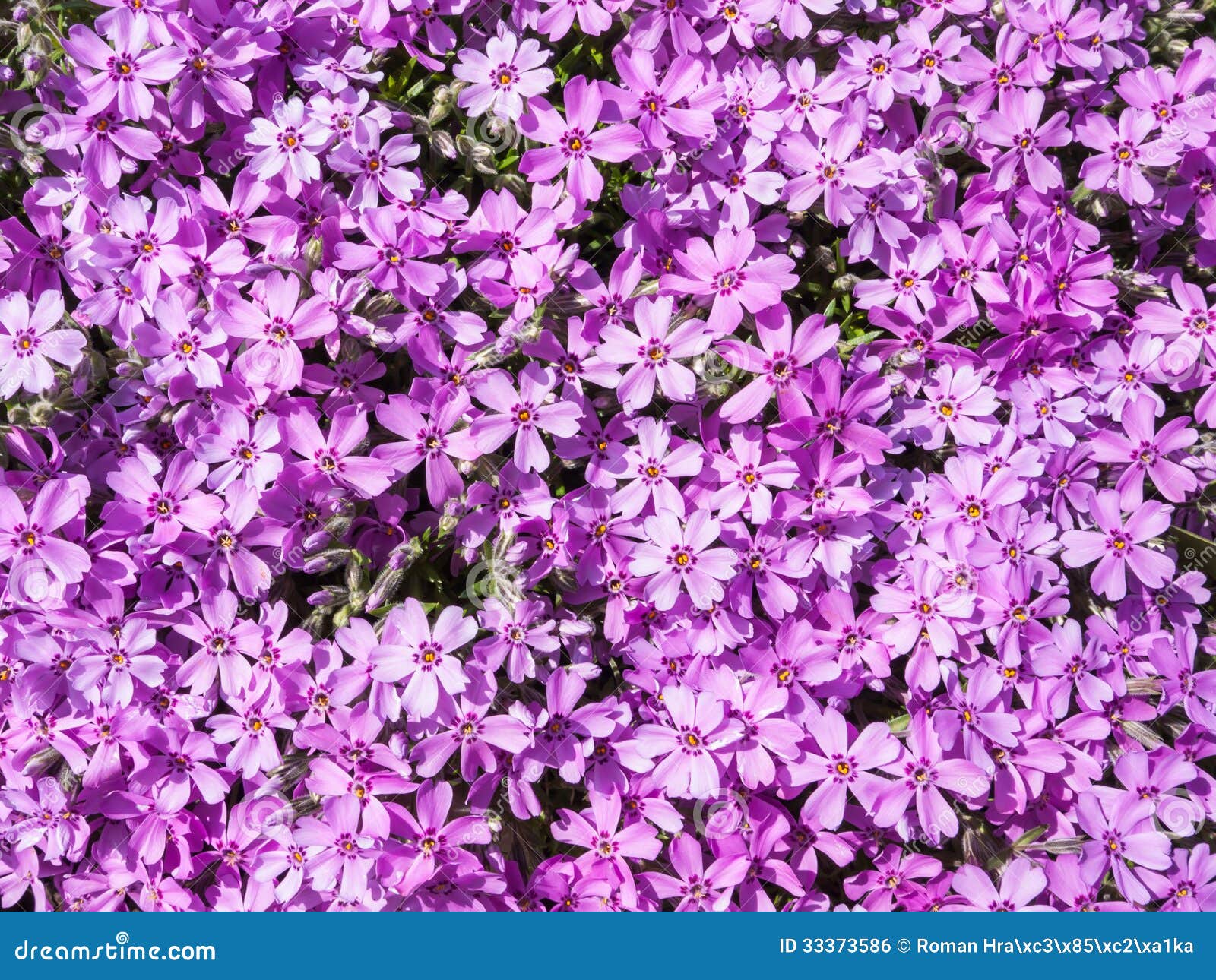 Flor roxa do flox foto de stock. Imagem de colorido, fauna - 33373586