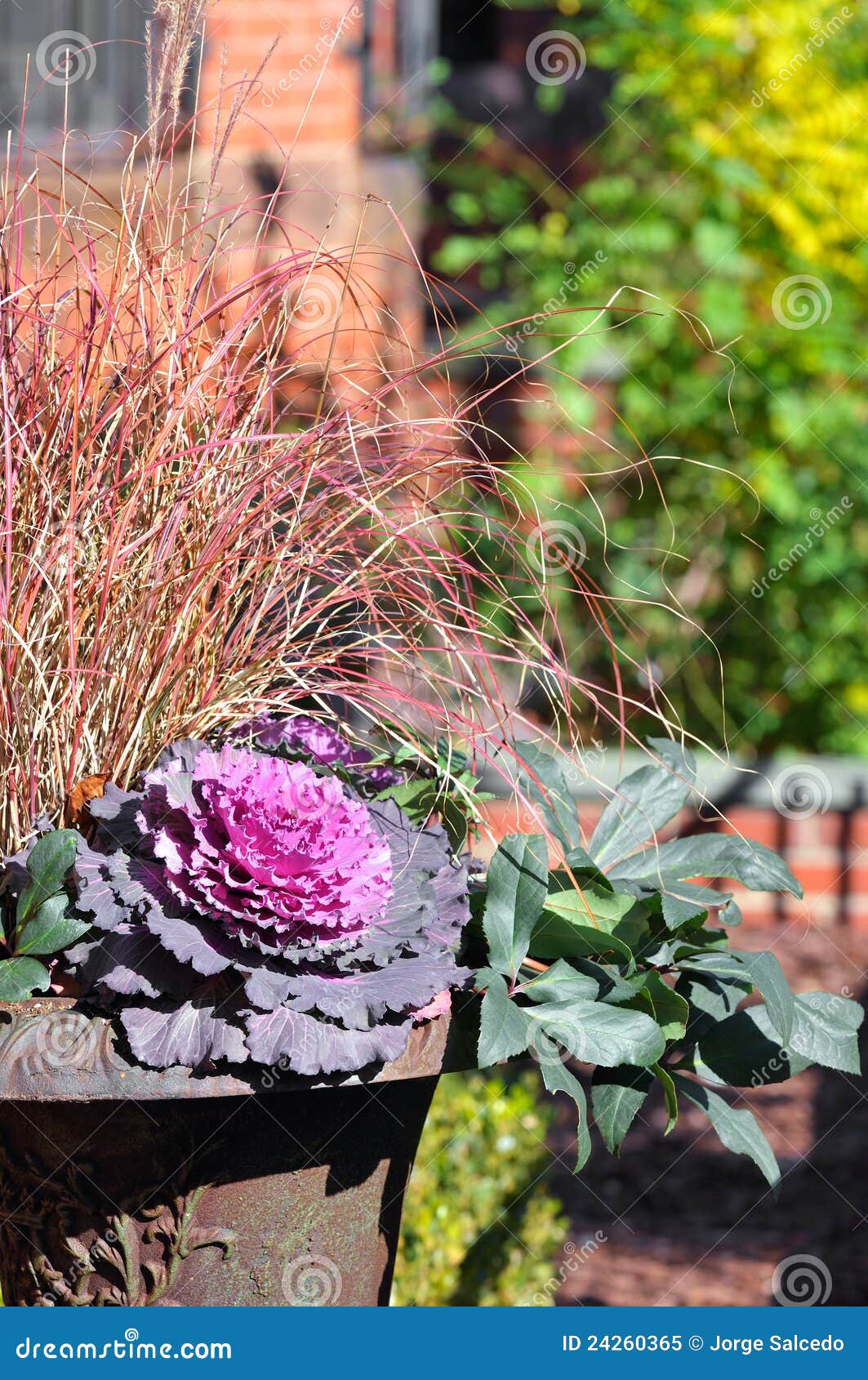 Flor Roxa Do Repolho E Grama Decorativa Vermelha Imagem de Stock ...