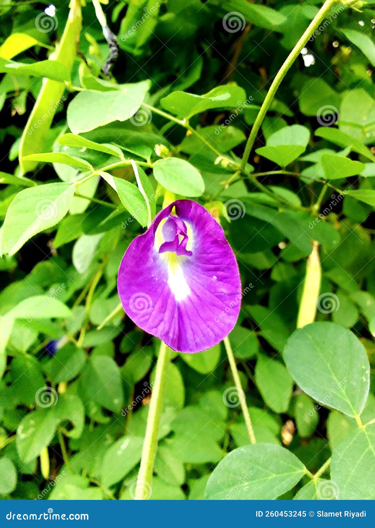 Flor Roxa E Folha Grande Verde Imagem de Stock - Imagem de roxo, folha ...