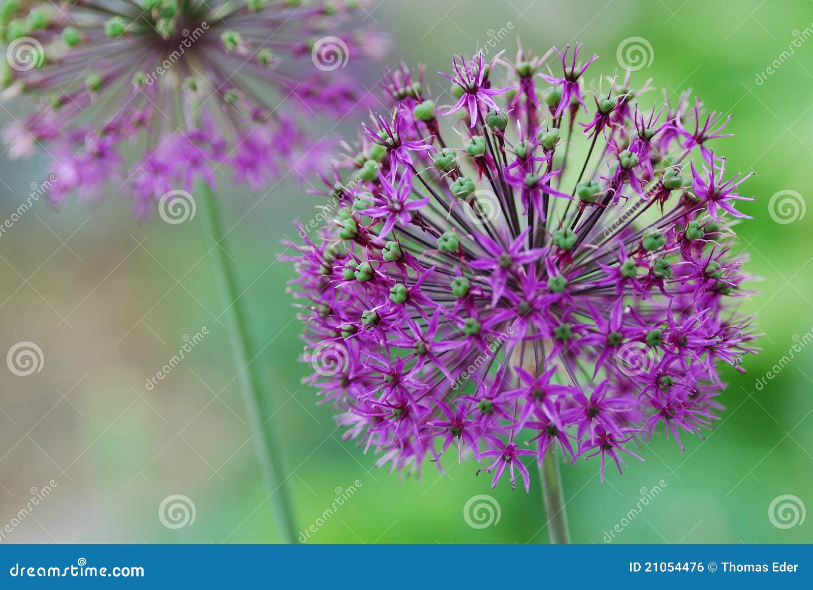 Flor roxa redonda foto de stock. Imagem de colorido, jardinar - 21054476