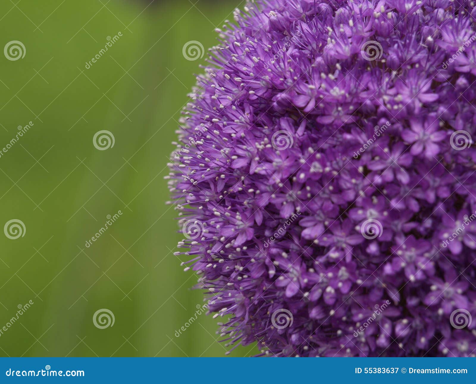 Flor roxa redonda imagem de stock. Imagem de planta, naughty - 55383637