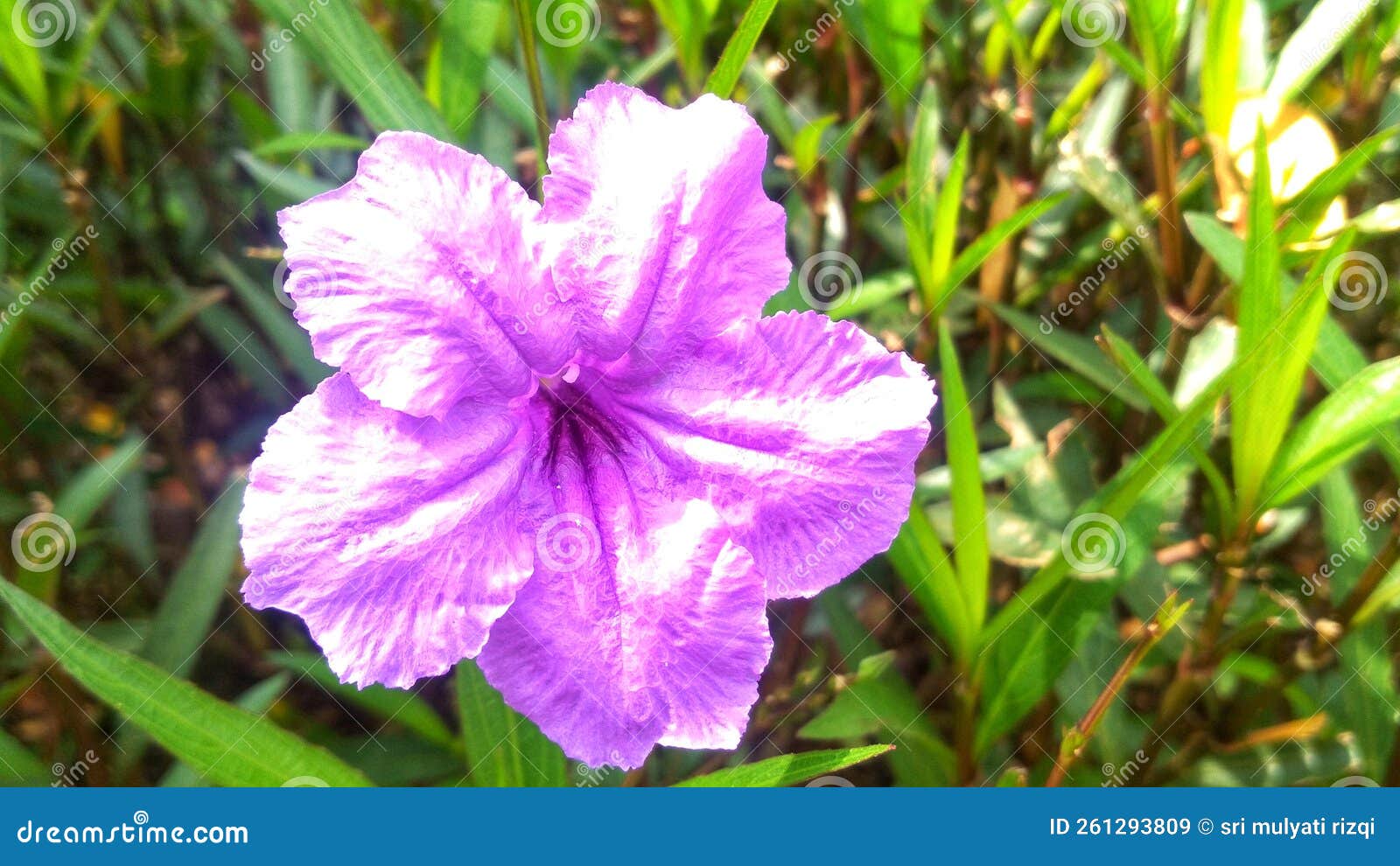 Flor Ruellia Tuberosa Con Sus Hojas Imagen de archivo - Imagen de ...