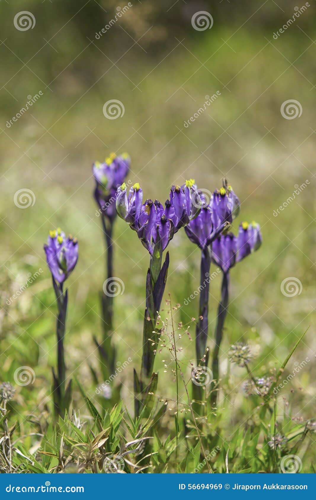 Flor Salvaje Del Disticha Del Burmannia Imagen de archivo - Imagen de ...