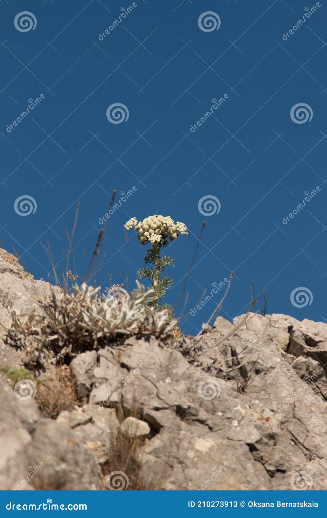 Flor Seca Que Crece En Una Roca Imagen de archivo - Imagen de flor ...