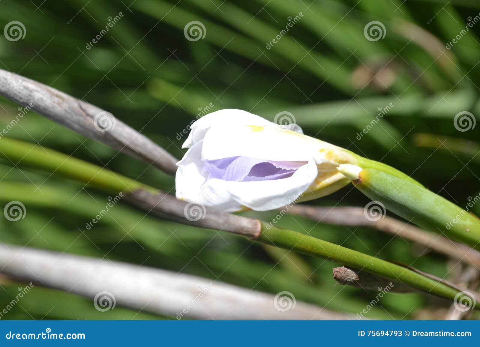 Flor simples imagem de stock. Imagem de sugerir, interior - 75694793