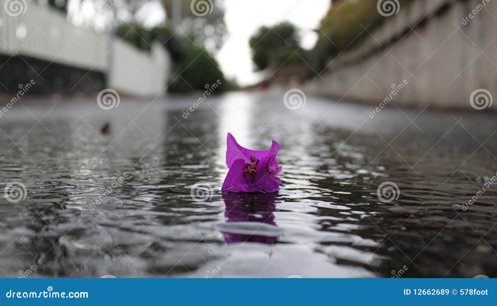 Flor sola imagen de archivo. Imagen de agua, pétalo, soledad - 12662689