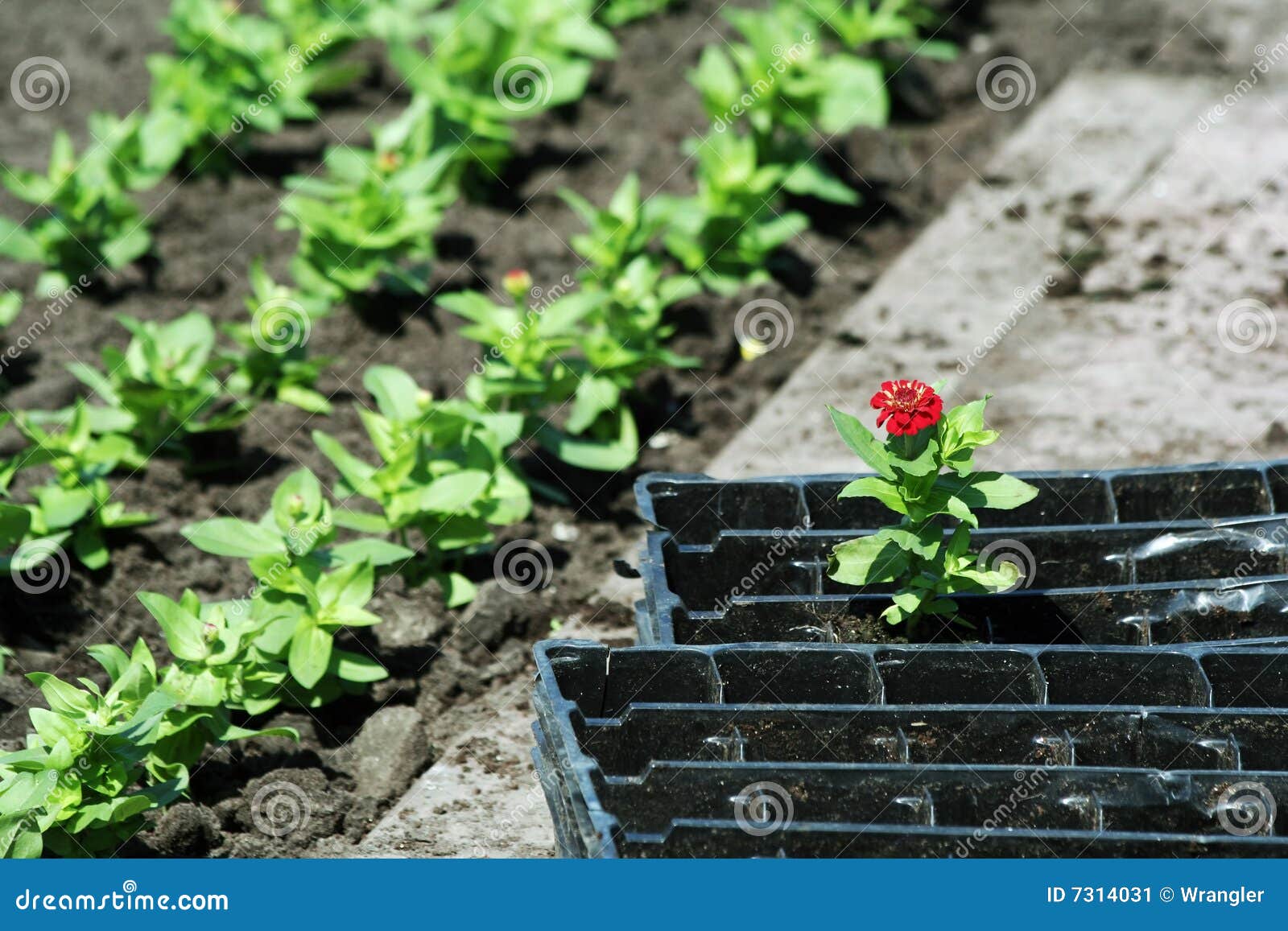 Flor sola. imagen de archivo. Imagen de flor, cultivado - 7314031