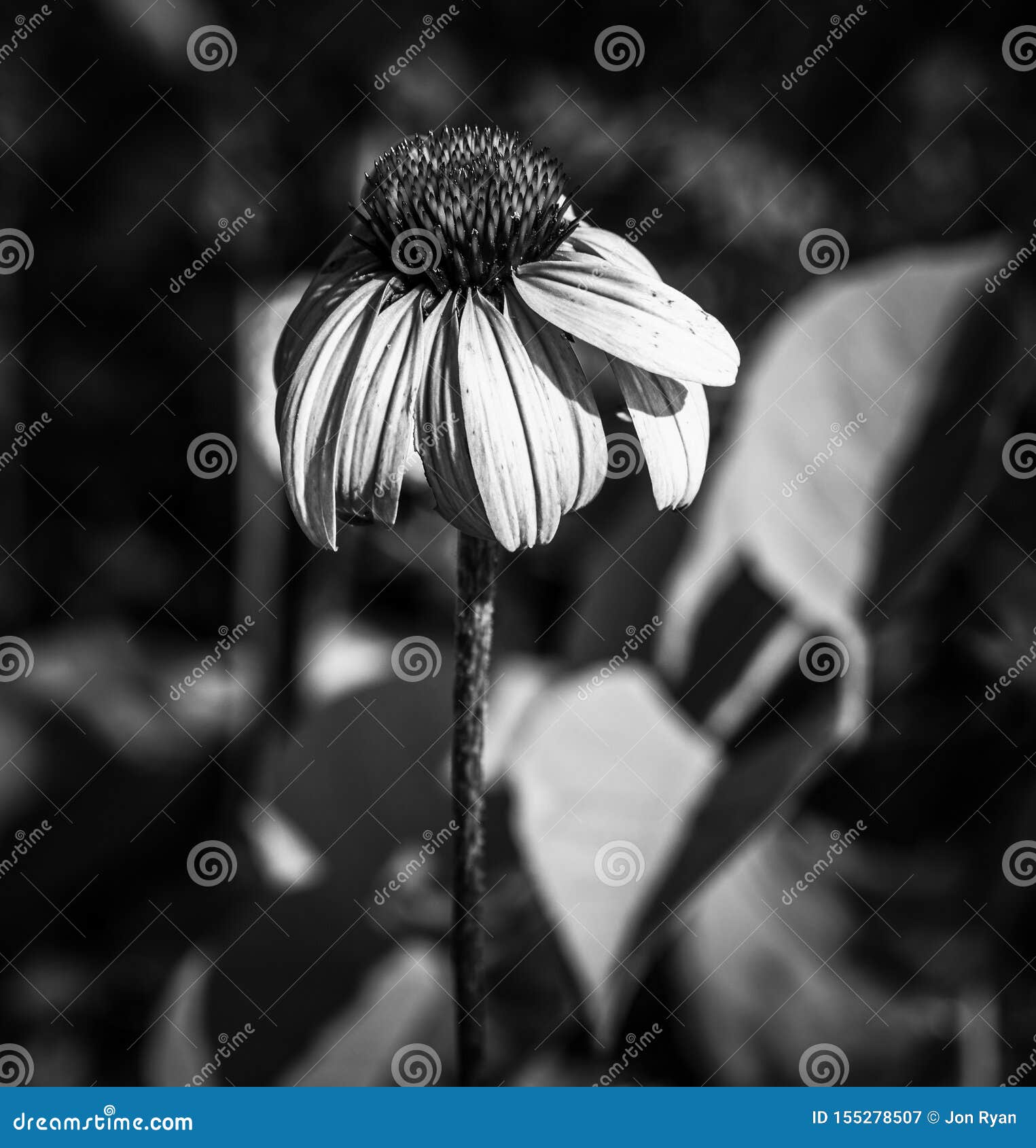 Flor sola imagen de archivo. Imagen de blanco, nikon - 155278507