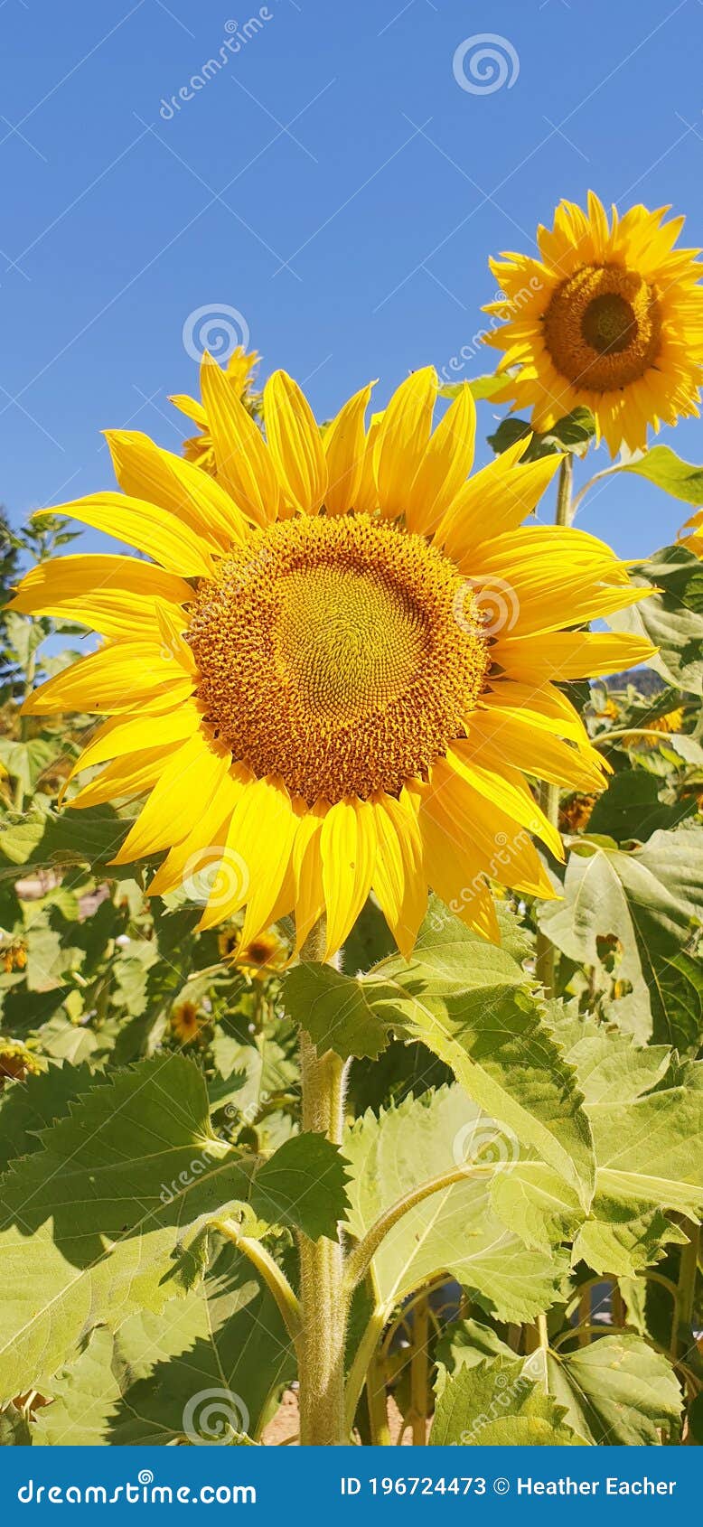 Flor Solar De La Cuenca Del Bowan Imagen de archivo - Imagen de polen ...