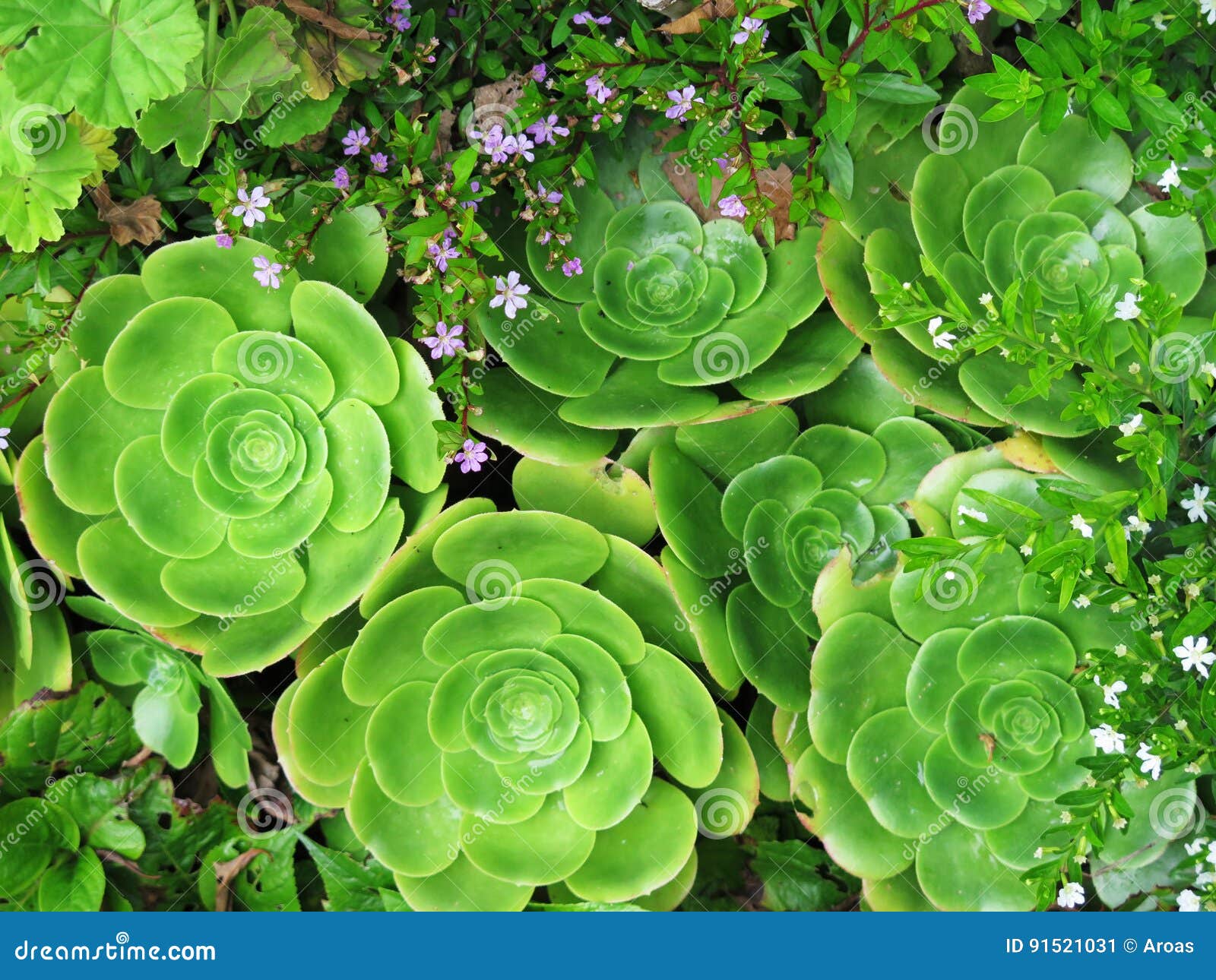Flor Suculenta Verde Del Cactus Imagen de archivo - Imagen de planta ...