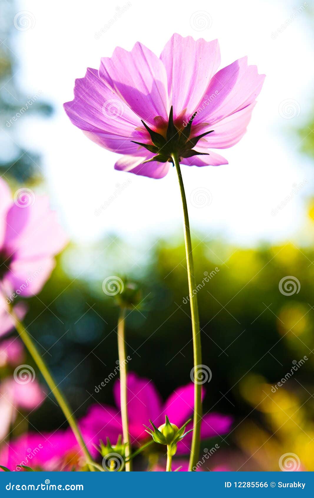 Flor Tomada De ángulo Inferior Foto de archivo - Imagen de planta ...