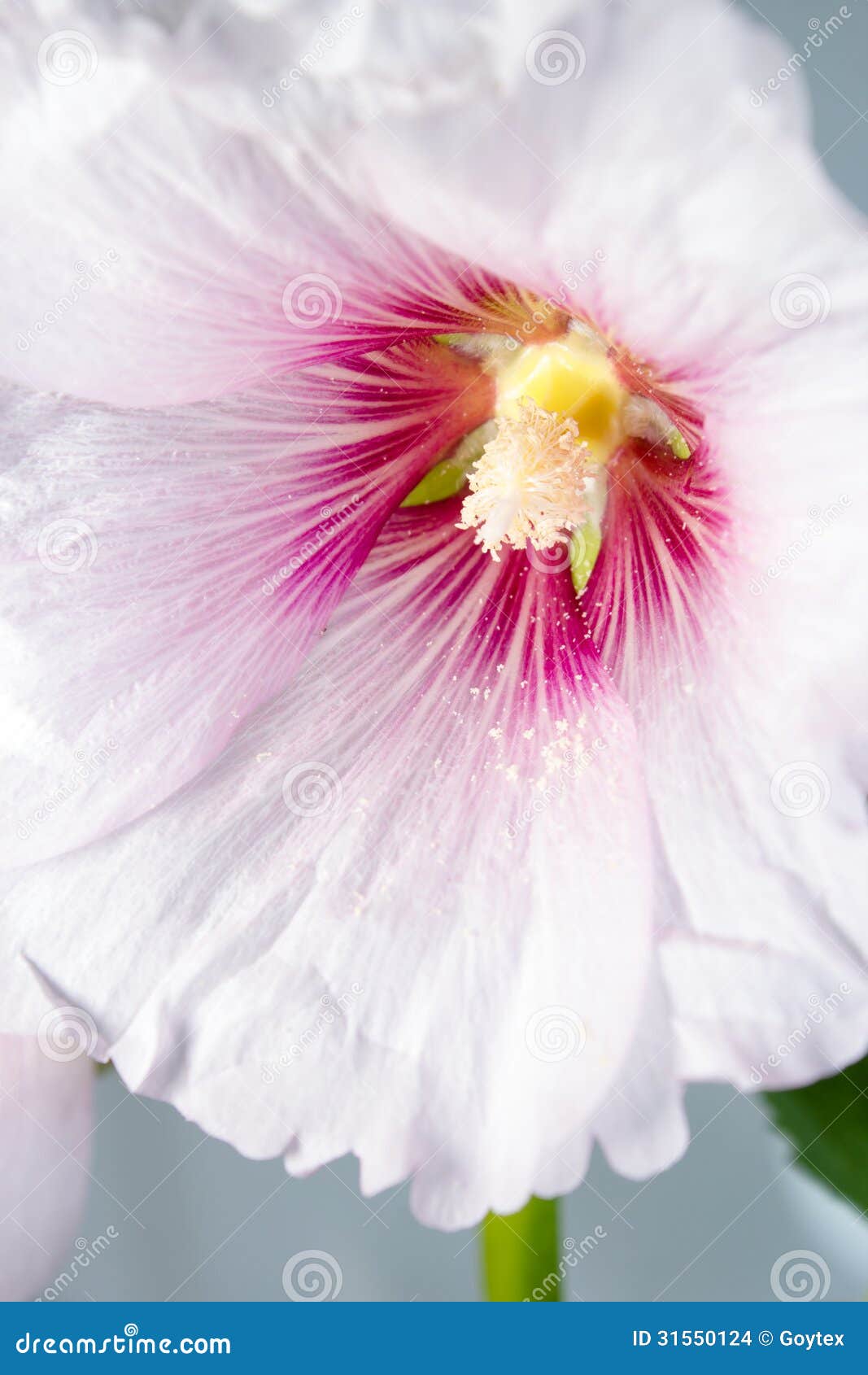 Flor tradicional coreana foto de archivo. Imagen de cubo - 31550124