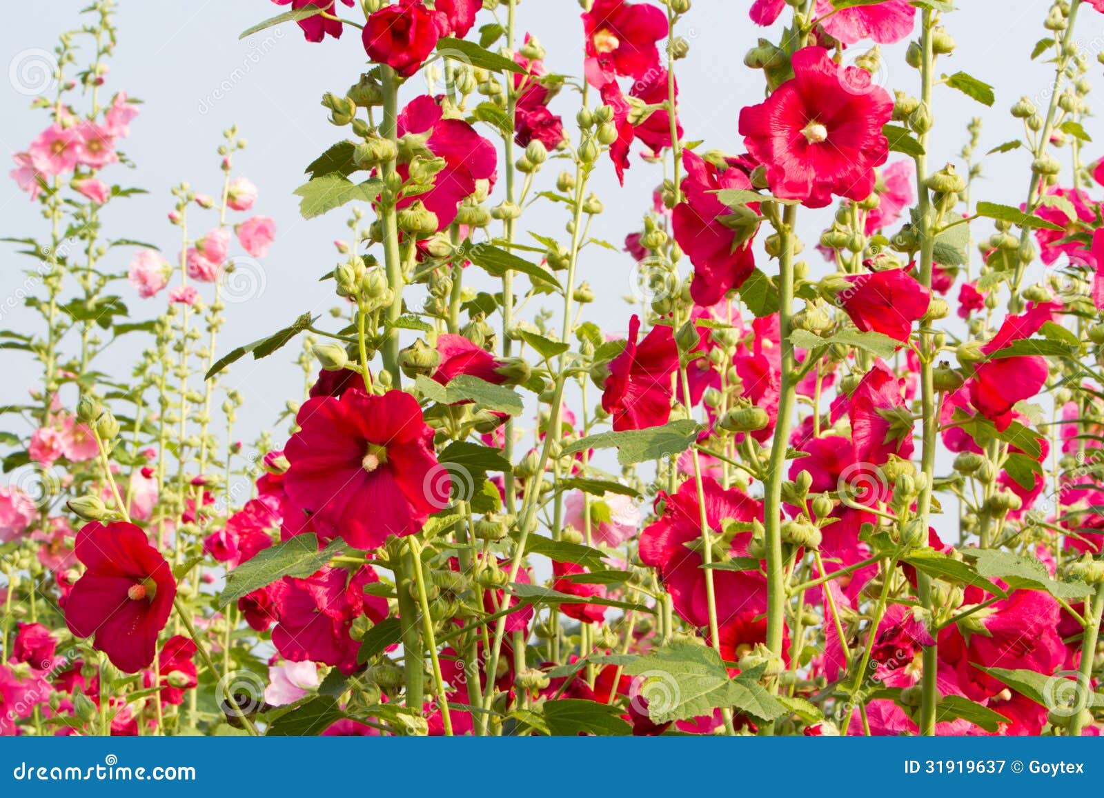 Flor tradicional coreana imagen de archivo. Imagen de cierre - 31919637
