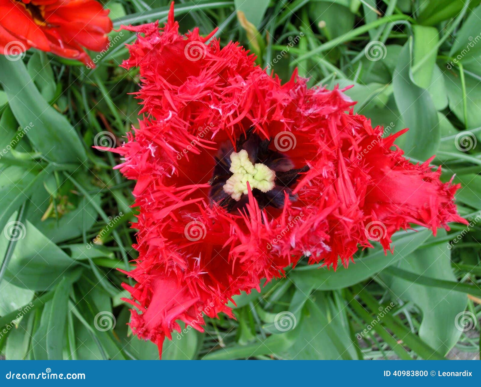 Flor Triangular Roja Del Tulipán, Horizontal Foto de archivo - Imagen ...