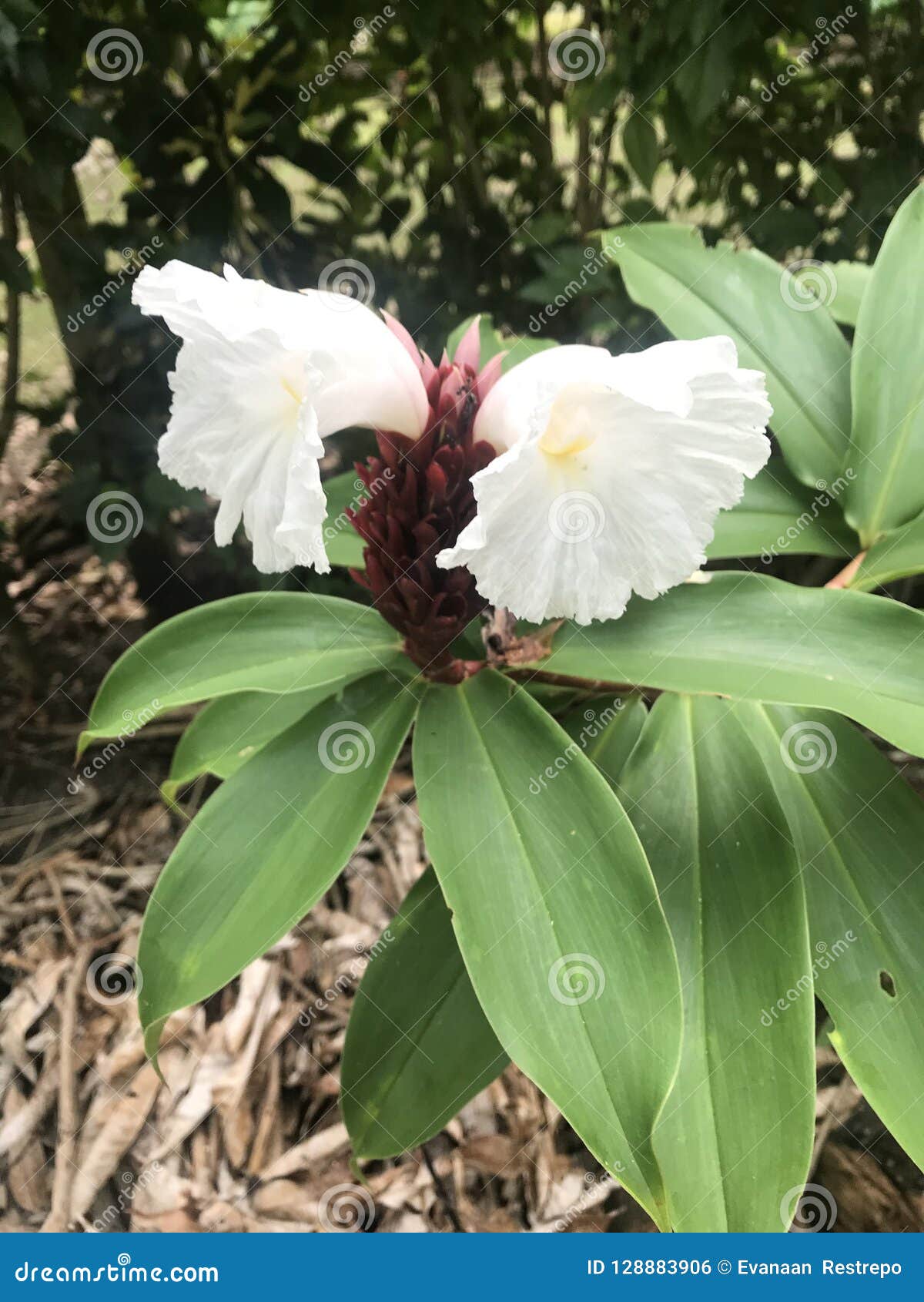 Flor tropical colombiana foto de archivo. Imagen de gardenia - 128883906