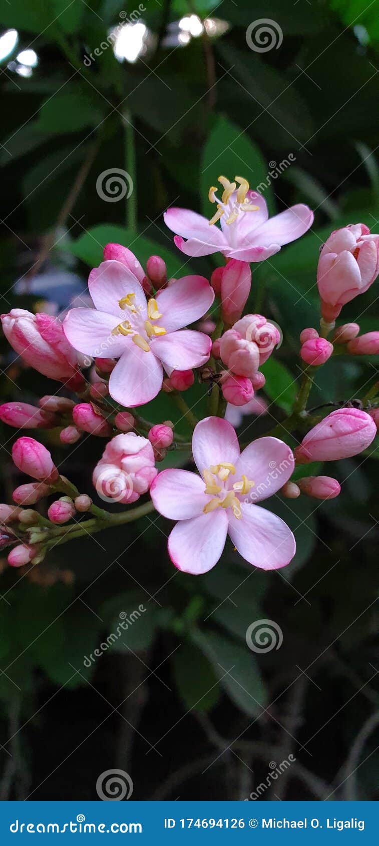 Flor Tropical De Filipina, De Cor Rosa Foto de Stock - Imagem de fundo ...