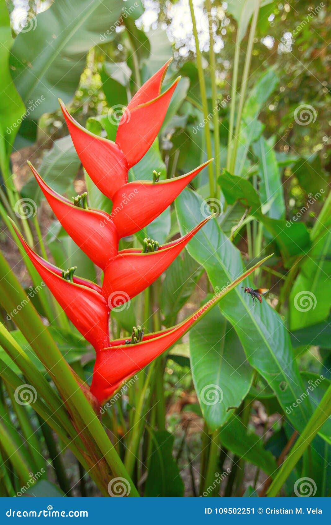 Flor Tropical Del Heliconia Rojo Imagen de archivo - Imagen de primer ...