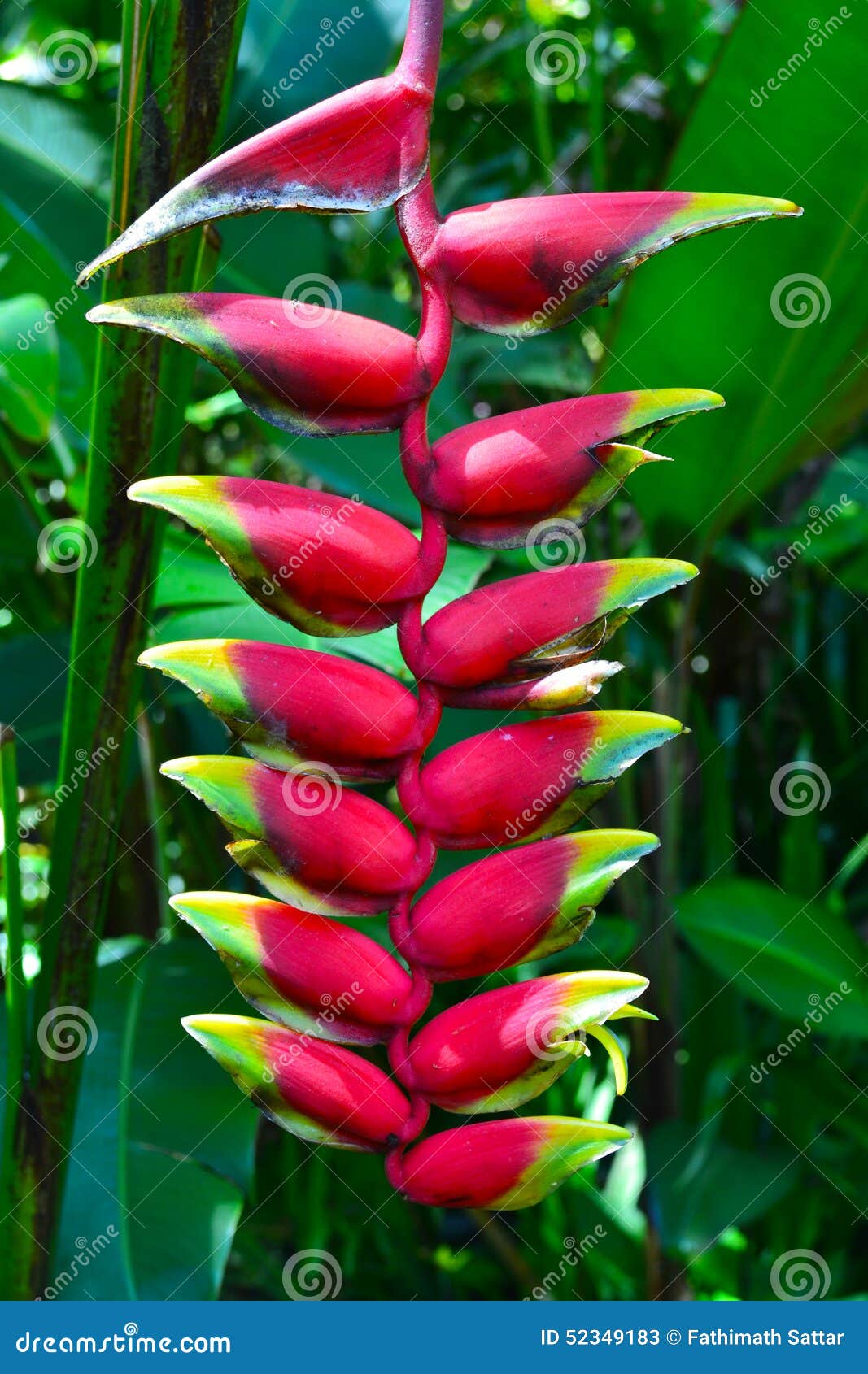 Flor Tropical En Una Selva Tropical Imagen de archivo - Imagen de ...