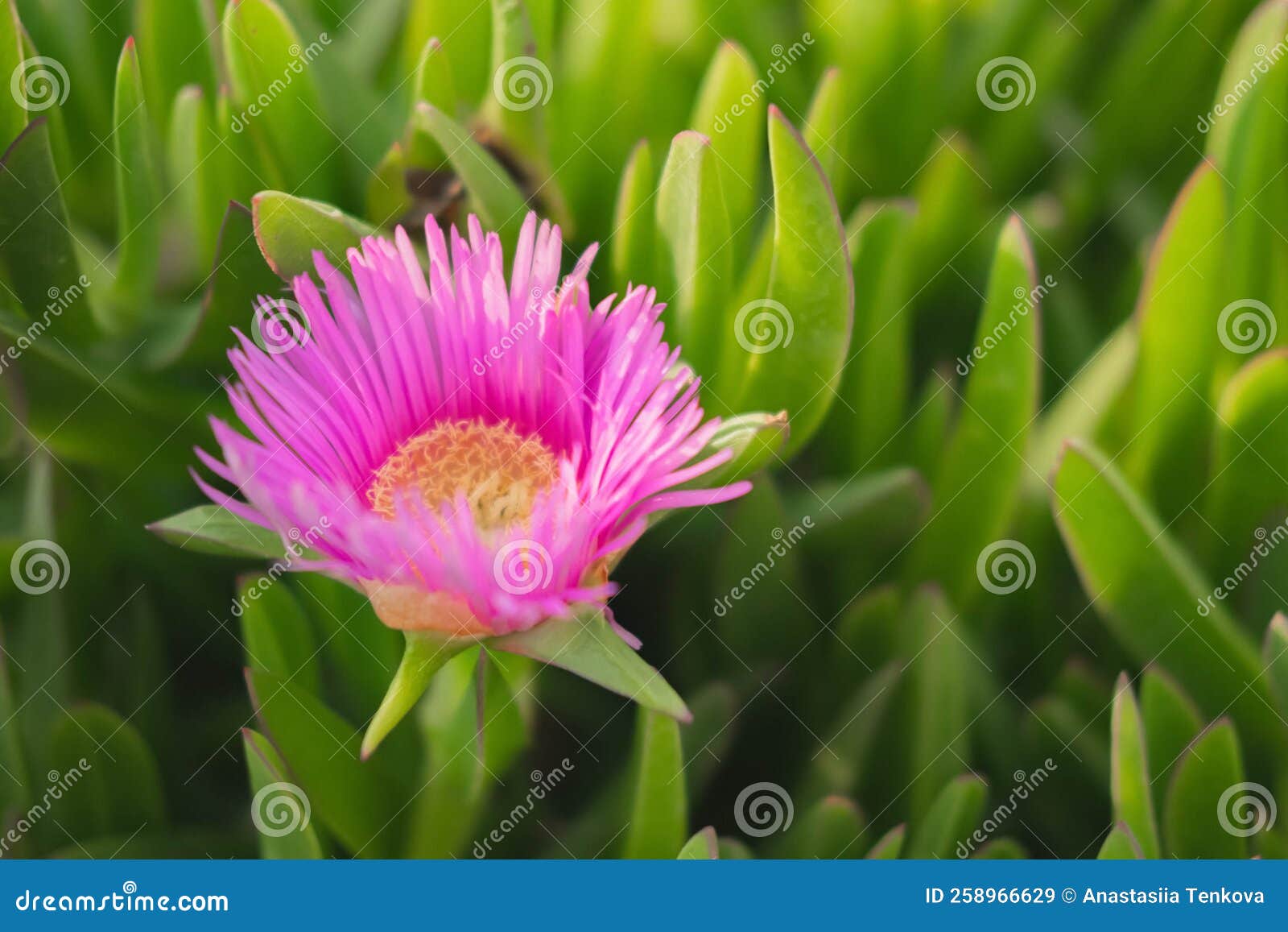 Flor Tropical Rosa Com Fundo Verde Imagem de Stock - Imagem de fundo ...