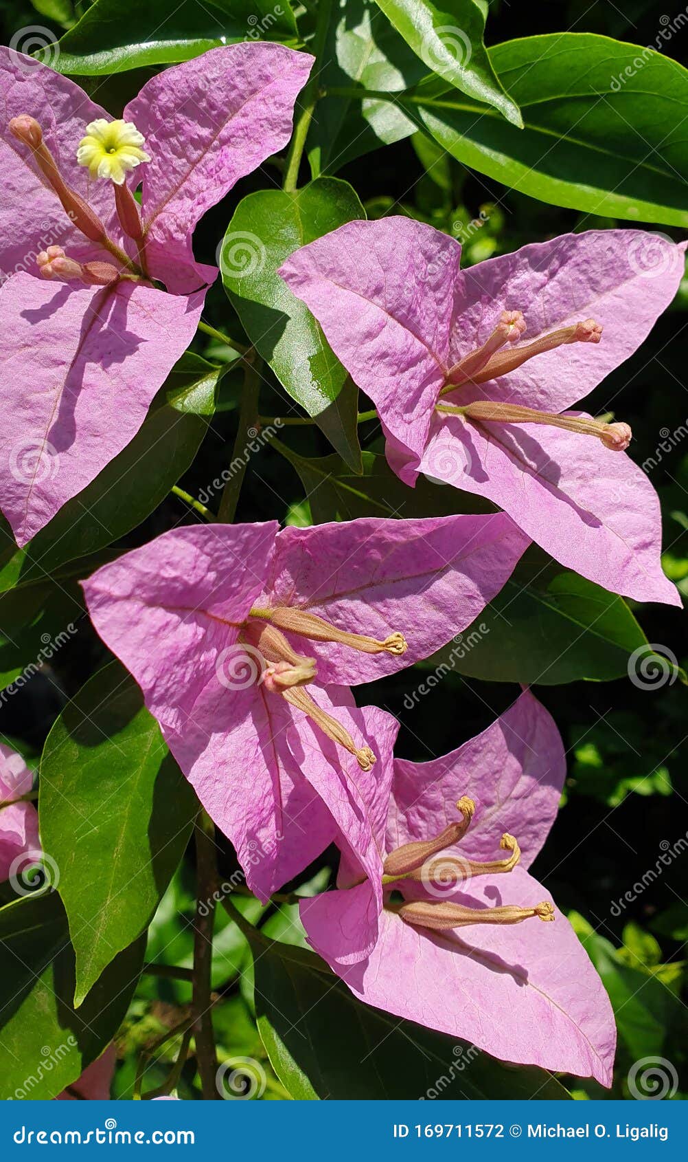Flor Tropical Rosa De Tres Petales Foto de archivo - Imagen de cubo ...