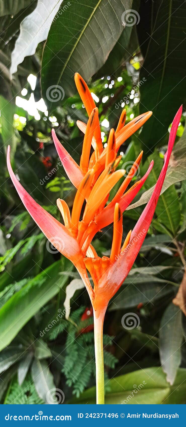 Flor Vegetal De Heliconia Psitacorum Foto de Stock - Imagem de verde ...