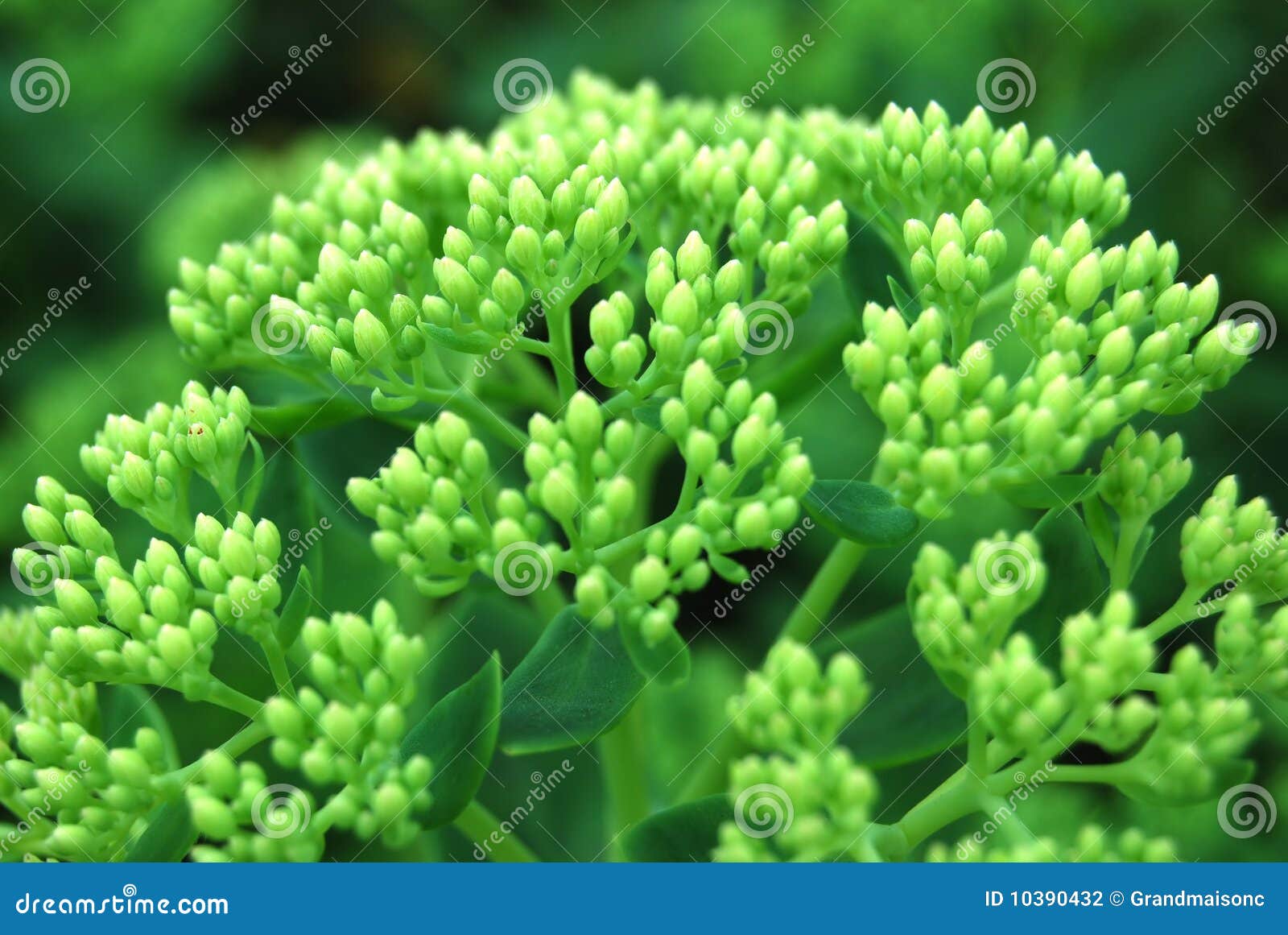 Flor verde foto de stock. Imagem de pétalas, florescer - 10390432