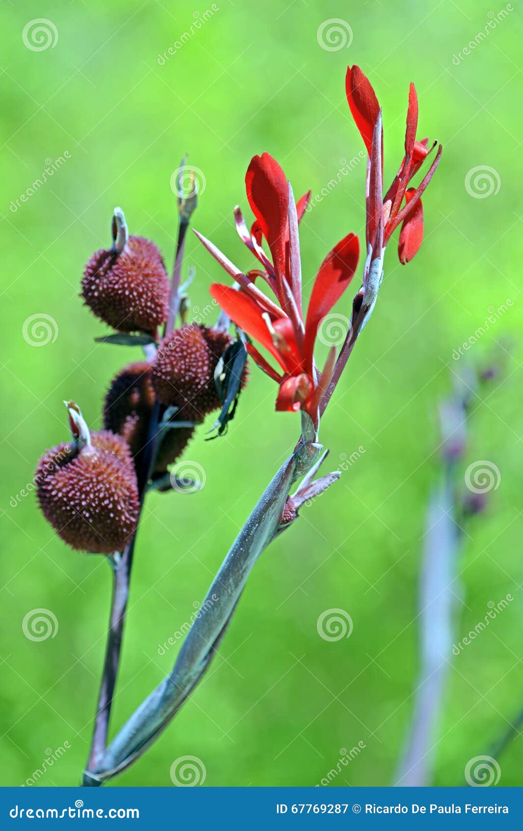 Flor Vermelha Do Canna Indica Imagem de Stock - Imagem de selvagem ...
