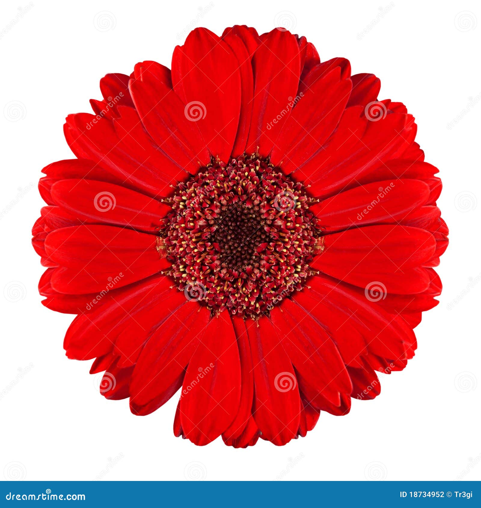 Flor Vermelha Perfeita Do Gerbera Isolada No Branco Foto de Stock ...