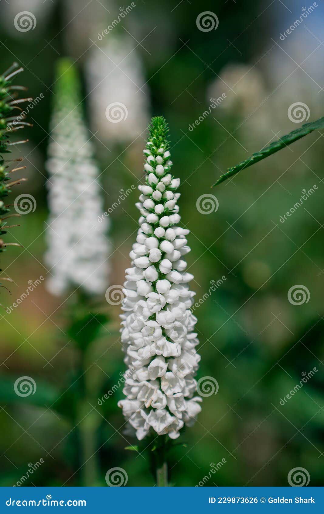 Flor veronica longifolia foto de archivo. Imagen de flora - 229873626