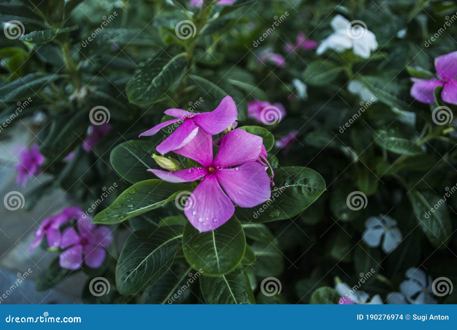 Flor vinca rosea foto de archivo. Imagen de verde, frescura - 190276974