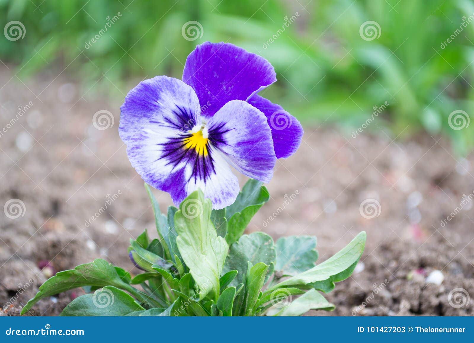 Flor violeta imagen de archivo. Imagen de violeta, planta - 101427203