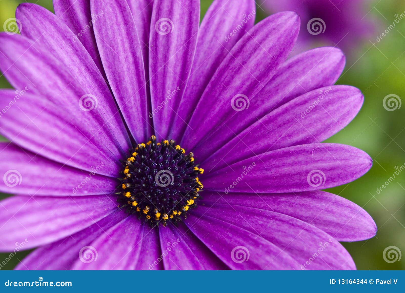 Flor violeta foto de stock. Imagem de flor, backdrop - 13164344