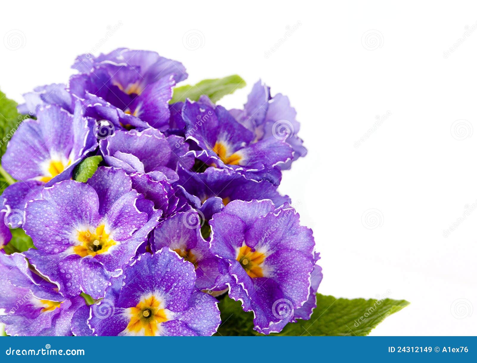 Flor violeta imagem de stock. Imagem de prêmio, floral - 24312149