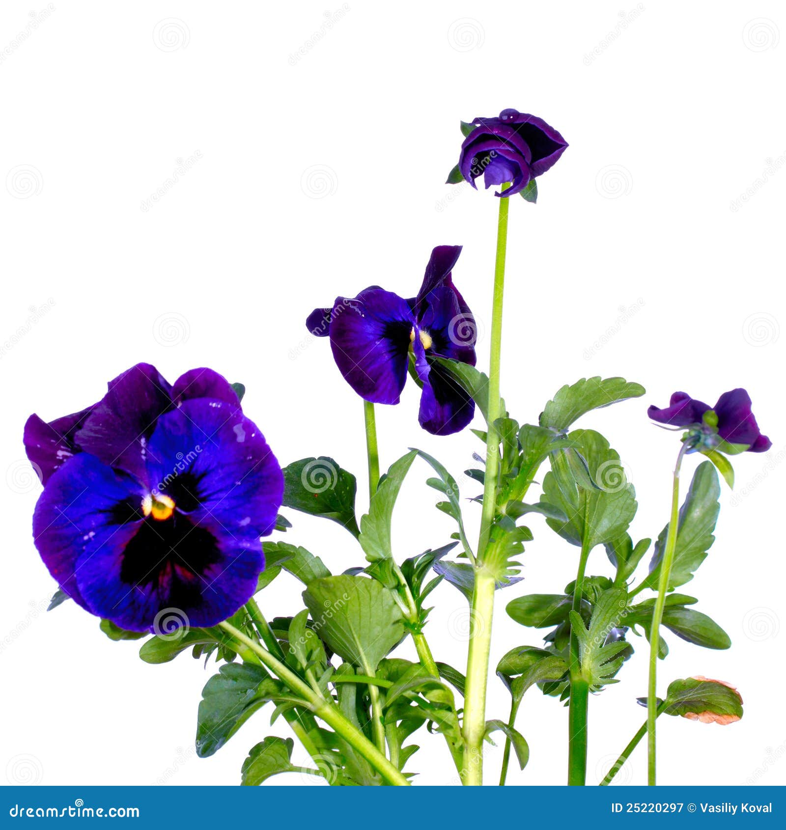 Flor violeta imagen de archivo. Imagen de brillante, resorte - 25220297