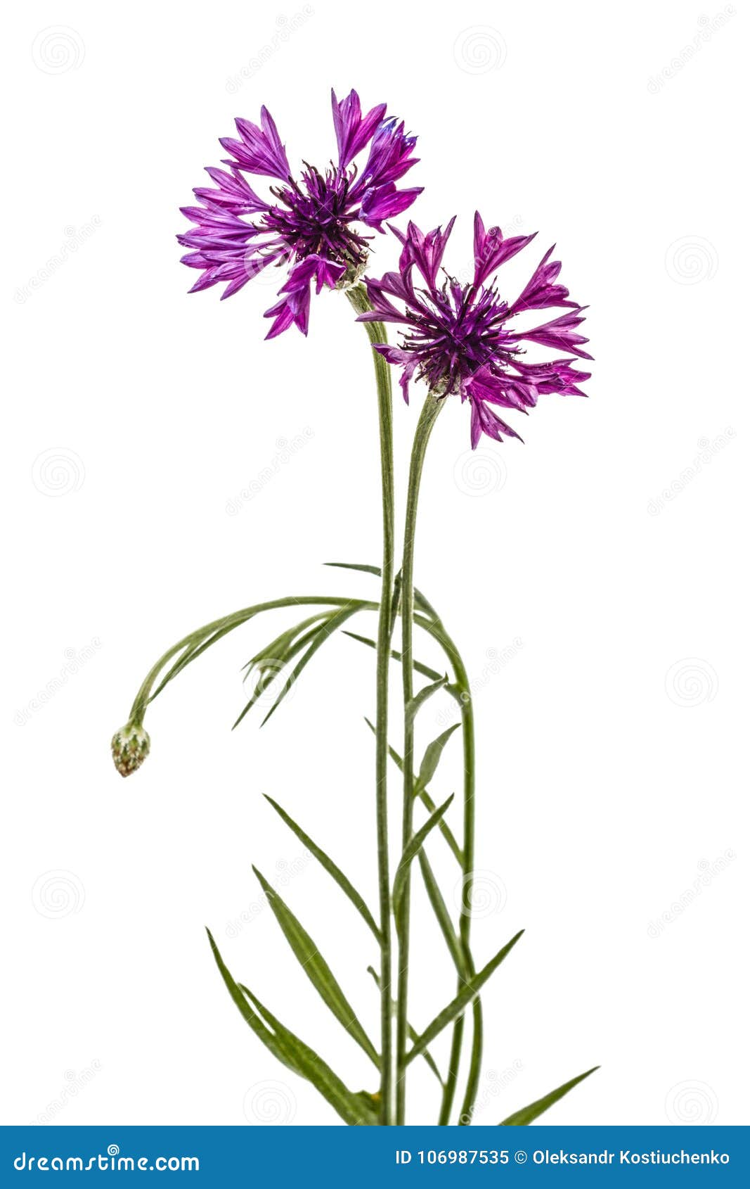 Flor Violeta Del Aciano, Lat Centaurea, Aislado En B Blanco Imagen de ...