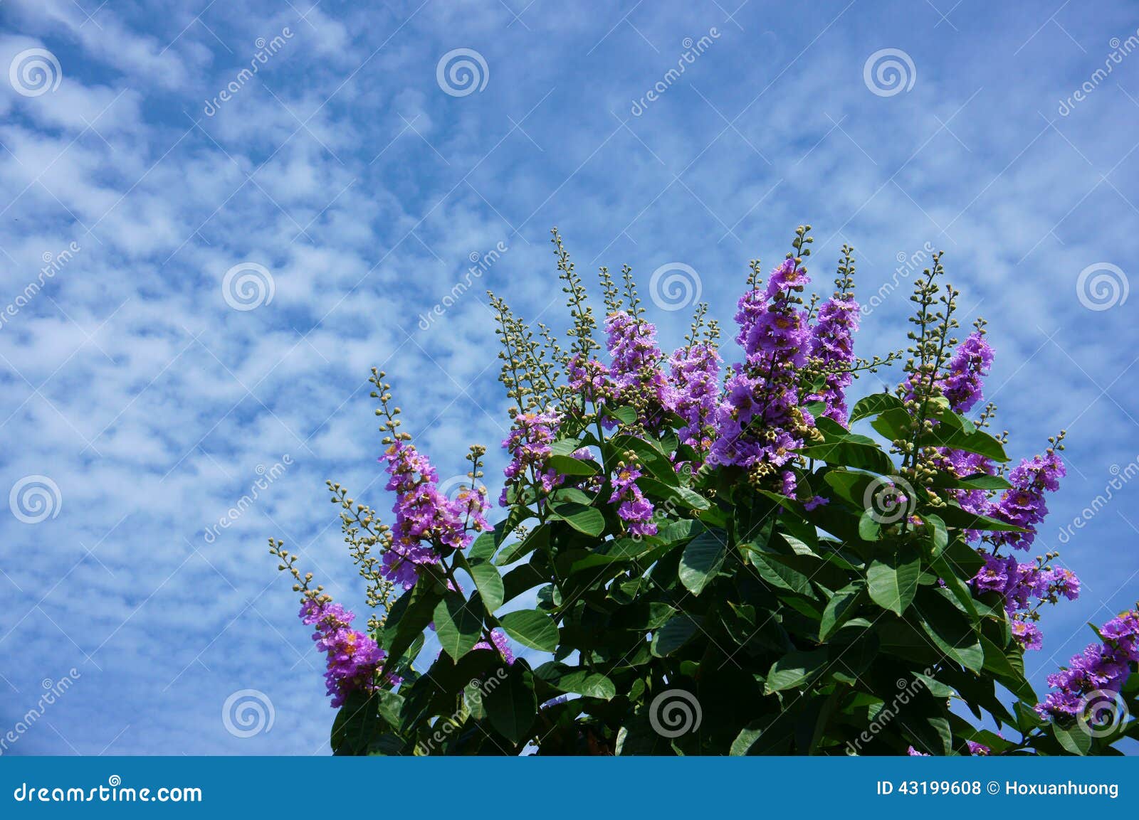 Flor Violeta Del Arbol De Jupiter Foto de archivo - Imagen de travieso ...